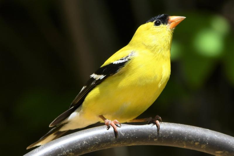 30 most frequent backyard birds of Indiana (photos & data!) – Outlife ...