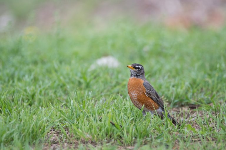 Most common backyard birds Georgia (2023!) – Outlife Expert