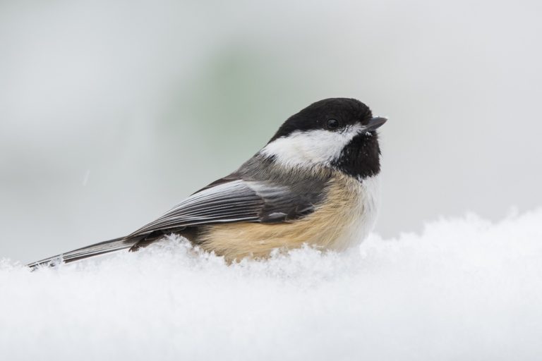30 most common backyard birds of Minnesota? (2024!) – Outlife Expert