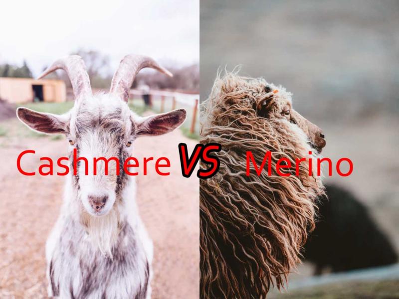 Is Cashmere Wool Itchy? (Why, and how to prevent it!) – Outlife Expert