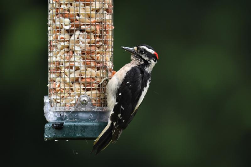 30 most common backyard birds of North Carolina (with data!) – Outlife ...