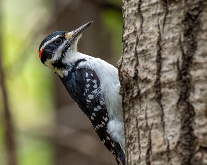 30 most common backyard birds of Minnesota? (2024!) – Outlife Expert