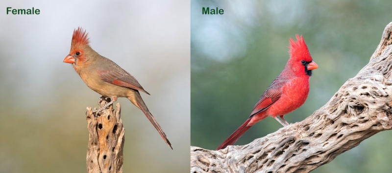 30 Most Common Backyard Birds Of Ontario In 2024! – Outlife Expert