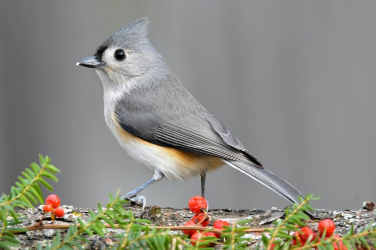 30 most frequent backyard birds of Indiana (photos & data!) – Outlife ...