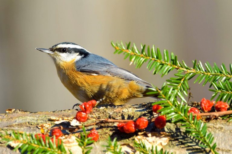30 Most Common Backyard Birds Of Ontario In 2024! – Outlife Expert