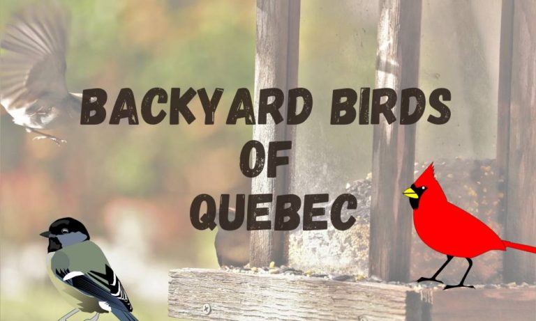 30 Birds Of Quebec Backyards 2024! – Outlife Expert