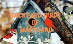 Most common backyard birds of Maryland (with descriptions!) – Outlife ...