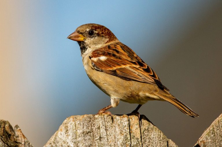 30 Most Common Backyard Birds Of Ontario In 2024! – Outlife Expert