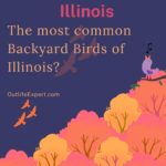 30 most common backyard birds of Illinois 2024! – Outlife Expert