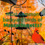 60 Most common Backyard Birds of Massachusetts 2024! – Outlife Expert