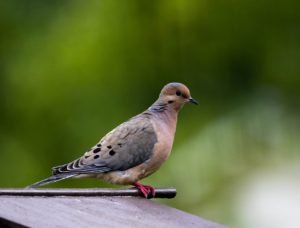 Where do Doves Sleep at Night? (Explained!) – Outlife Expert