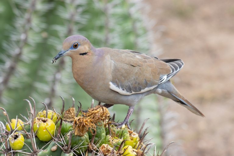 Where do Doves Sleep at Night? (Explained!) – Outlife Expert
