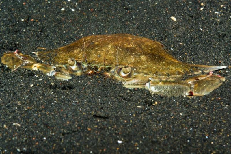 Do Crabs Sleep? (How, When and Where?) – Outlife Expert