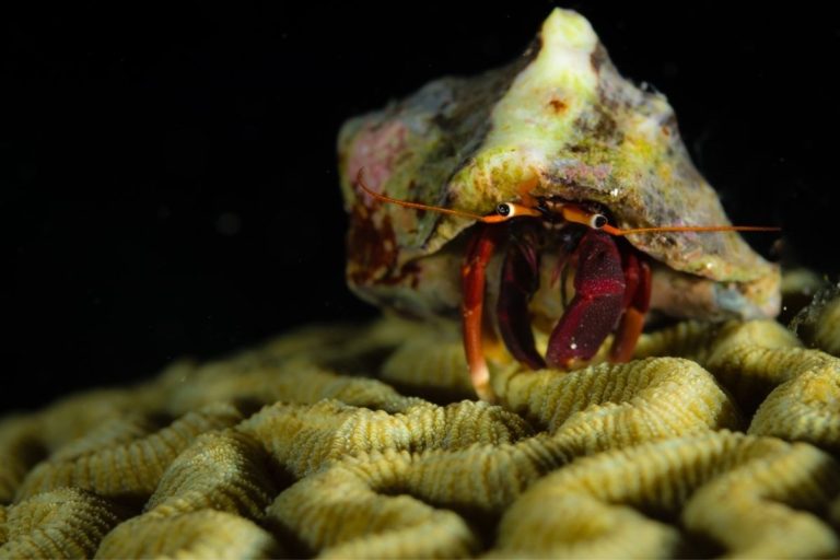 Do Crabs Sleep? (How, When and Where?) – Outlife Expert