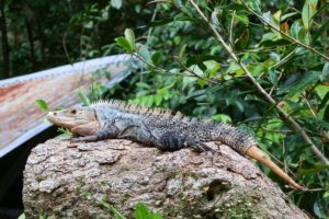 How many times can a lizard regrow its tail? (Answered!) – Outlife Expert