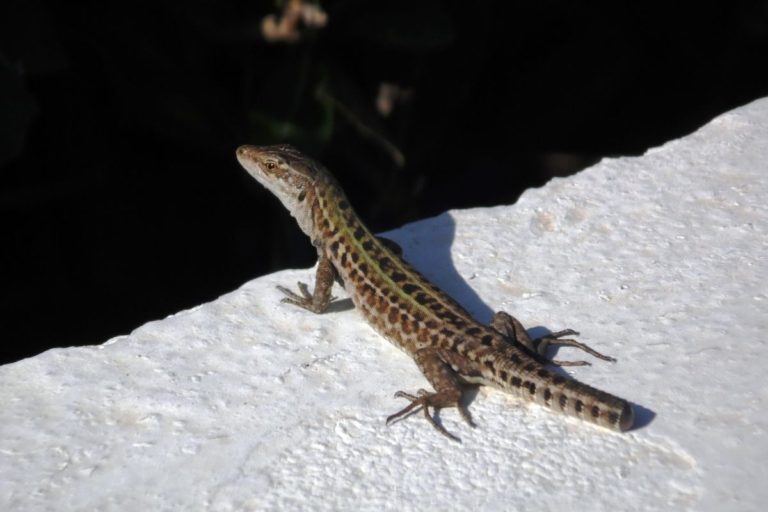 How many times can a lizard regrow its tail? (Answered!) – Outlife Expert