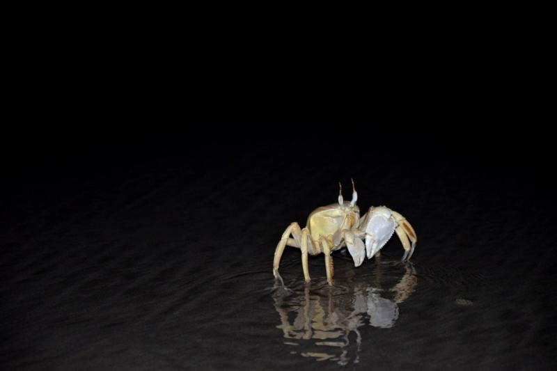 Do Crabs Sleep? (How, When and Where?) – Outlife Expert