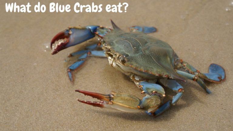 What do Crabs eat? (Full List!) – Outlife Expert