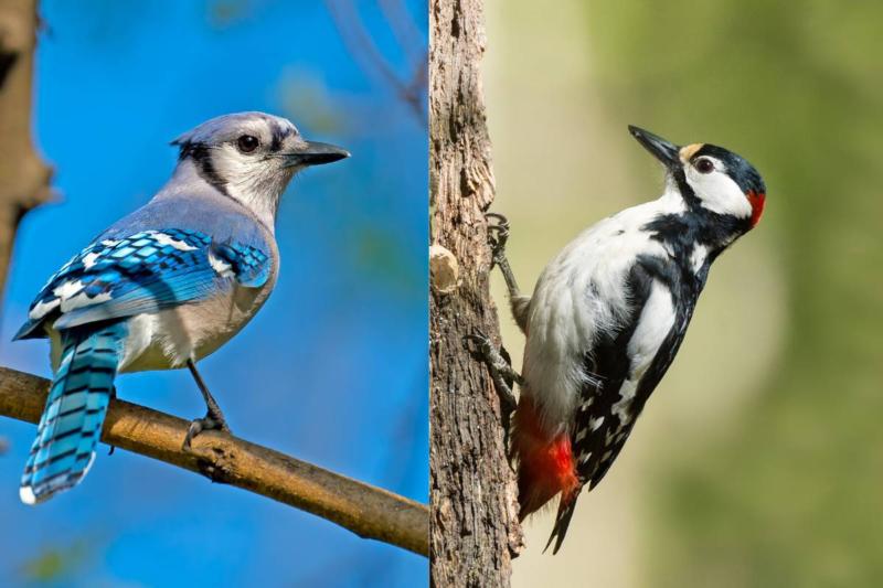 Are there any blue woodpeckers? (Answered!) – Outlife Expert