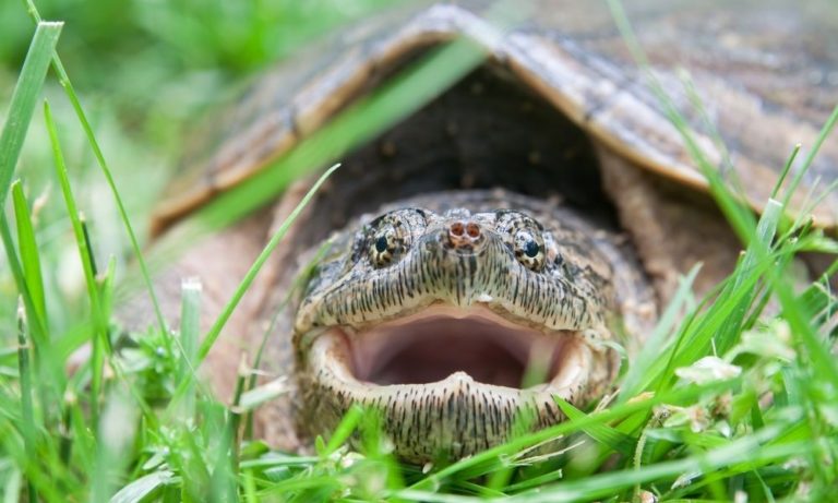 10 + Animals That Lay Eggs But Are Not Birds! – Outlife Expert