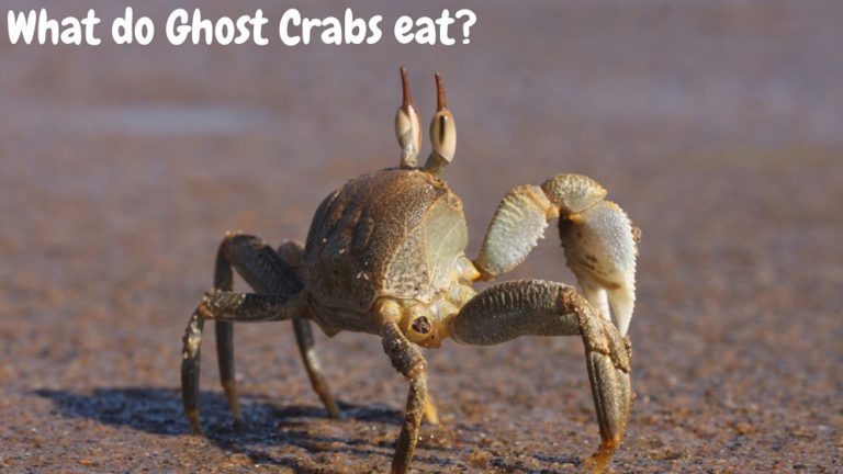 What do Crabs eat? (Full List!) – Outlife Expert