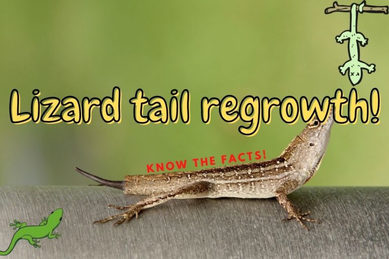 How many times can a lizard regrow its tail? (Answered!) – Outlife Expert