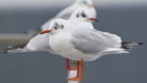 Do Birds Poop While Flying? (+ Other cool bird poop facts!) – Outlife ...