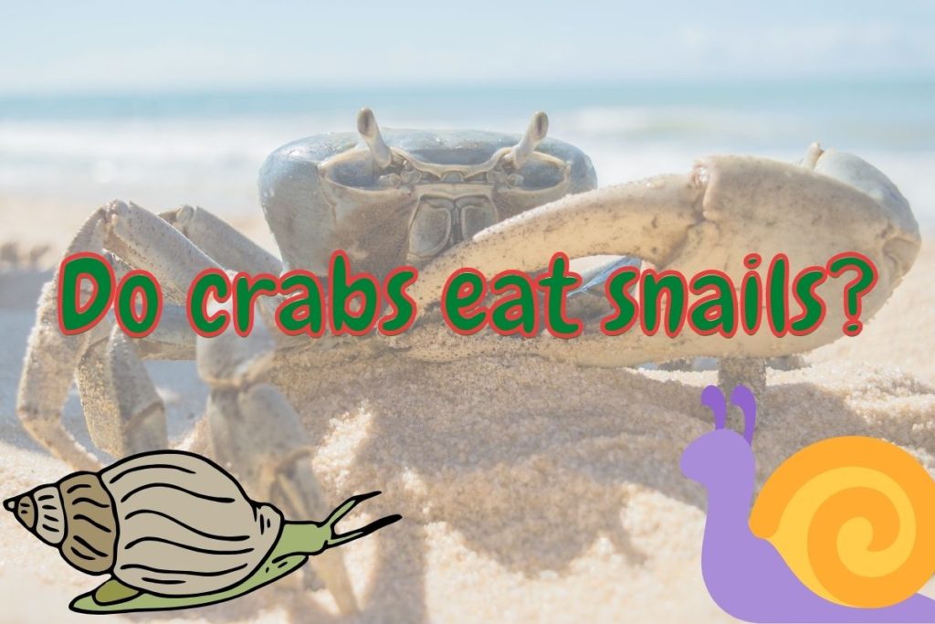Do crabs eat snails? (Answered with examples!) – Outlife Expert
