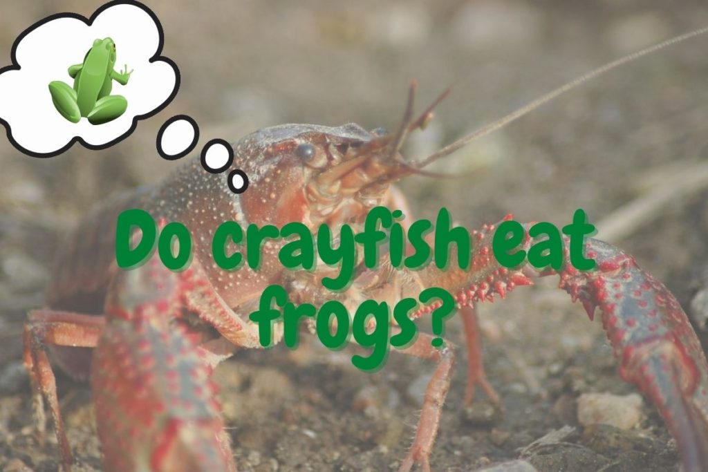 Do Crayfish Eat Frogs and Tadpoles? – Outlife Expert