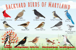 Most common backyard birds of Maryland (with descriptions!) – Outlife ...