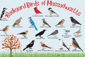 60 Most Common Backyard Birds Of Massachusetts 2024 Outlife Expert