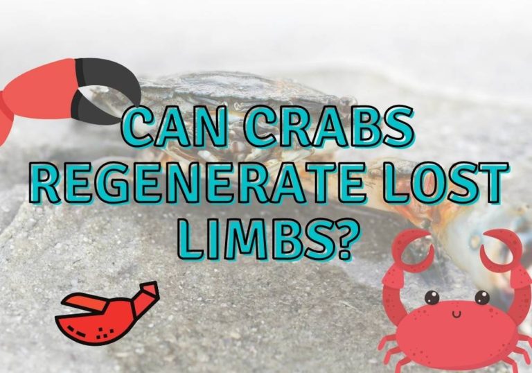 Can Crabs Regrow Lost Limbs? (How, When and Why!) – Outlife Expert