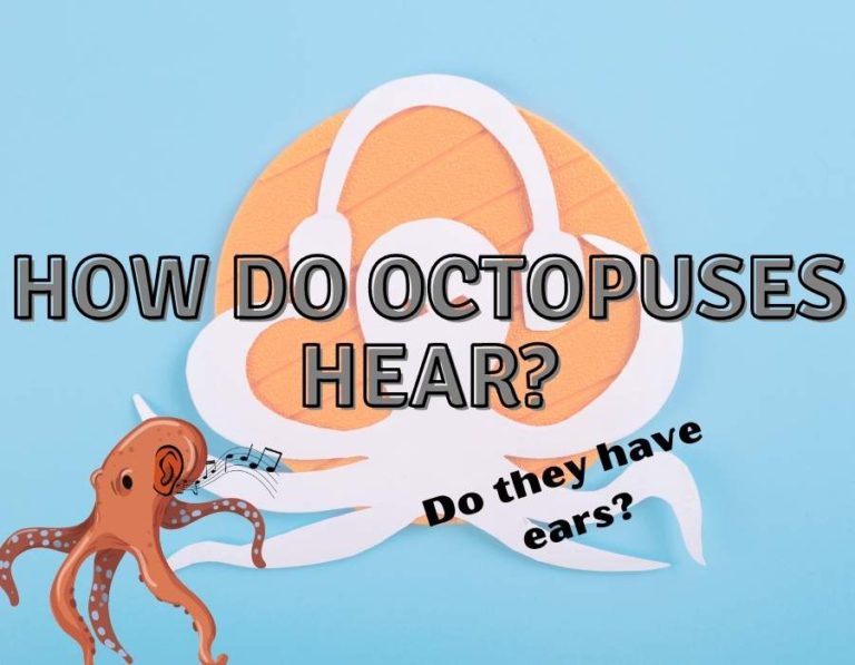 Do Octopuses Have Ears? (Answered and Explained!) – Outlife Expert