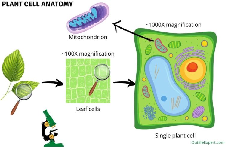 Do Plants Have Mitochondria? (Know The Facts!) – Outlife Expert