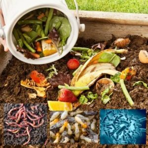 What are decomposers? (What do they eat?) – Outlife Expert