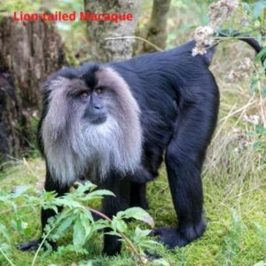 Types of Monkeys And Apes! (30+ Species, Diet and Habitat) – Outlife Expert