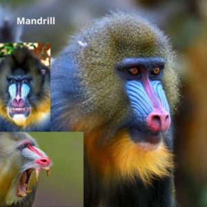 What type of teeth do monkeys have? (10 Monkey teeth facts!) – Outlife ...