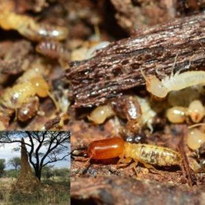 What are decomposers? (What do they eat?) – Outlife Expert