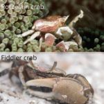 What are decomposers? (What do they eat?) – Outlife Expert