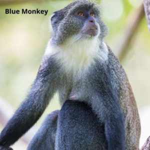 Types of Monkeys And Apes! (30+ Species, Diet and Habitat) – Outlife Expert