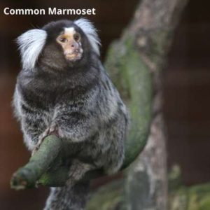 Types of Monkeys And Apes! (30+ Species, Diet and Habitat) – Outlife Expert