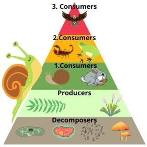 Is A Snails Decomposers? (What Do They Consume?) – Outlife Expert