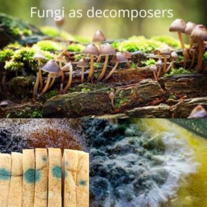 What are decomposers? (What do they eat?) – Outlife Expert