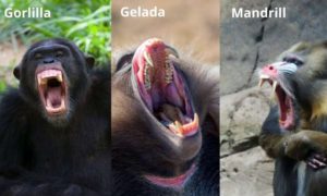 What type of teeth do monkeys have? (10 Monkey teeth facts!) – Outlife ...