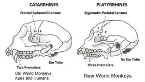 What type of teeth do monkeys have? (10 Monkey teeth facts!) – Outlife ...