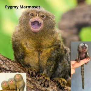 Types of Monkeys And Apes! (30+ Species, Diet and Habitat) – Outlife Expert