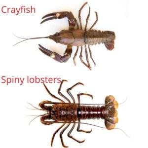 In what kind of water do crayfish live? – Outlife Expert