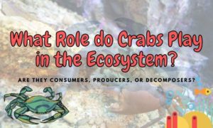 Are Crabs Carnivores or Omnivores? (Explained!) – Outlife Expert