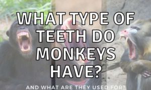 What type of teeth do monkeys have? (10 Monkey teeth facts!) – Outlife ...
