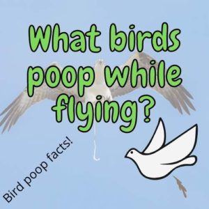Do Birds Poop While Flying? (+ Other cool bird poop facts!) – Outlife ...